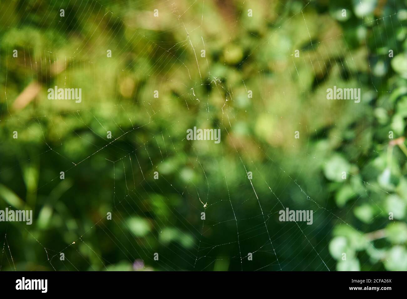 Thin spider web on bright green background, creative background Stock ...