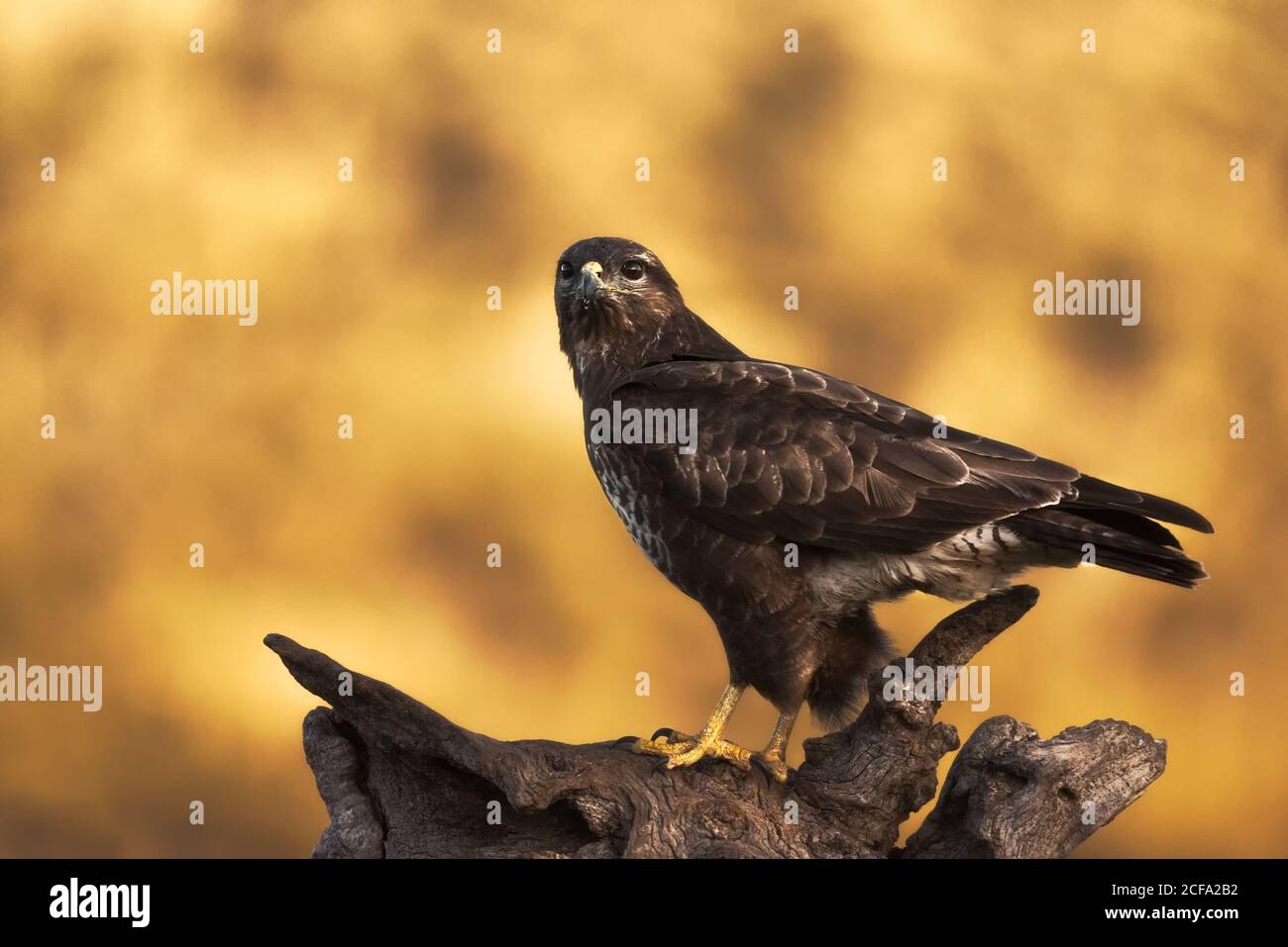 Common buzzard sitting on rough snag and waiting for prey on blurred ...