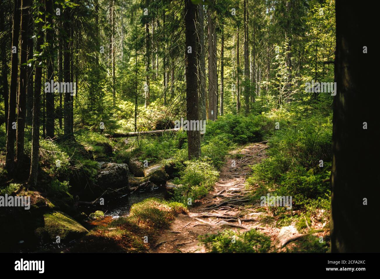 Beautiful green forest in Germany Stock Photo - Alamy