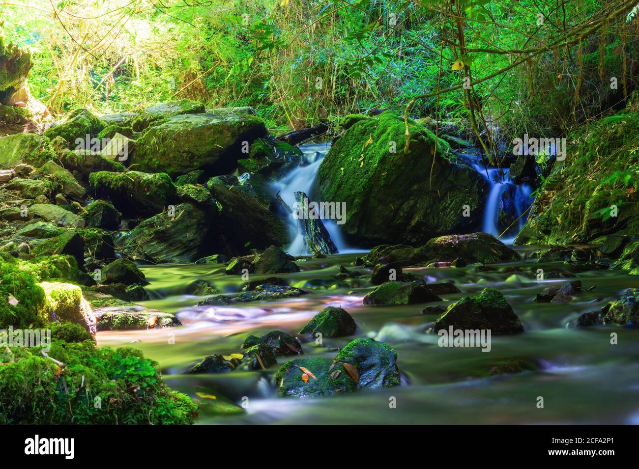 Mesmerizing view of a river in a lush forest Stock Photo - Alamy