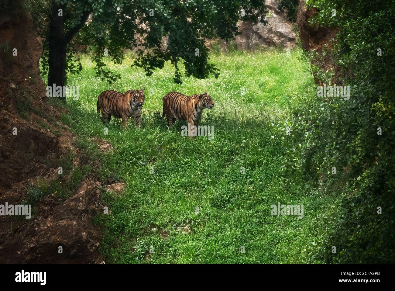Huge tigers on grass in colorful jungle near trees with small leaves in ...