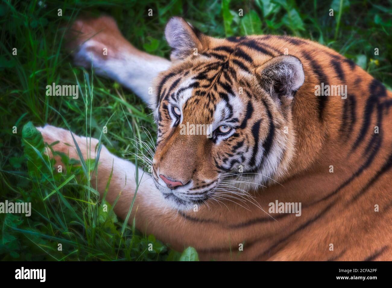 From above huge tiger lying on grass in colorful jungle near trees with ...