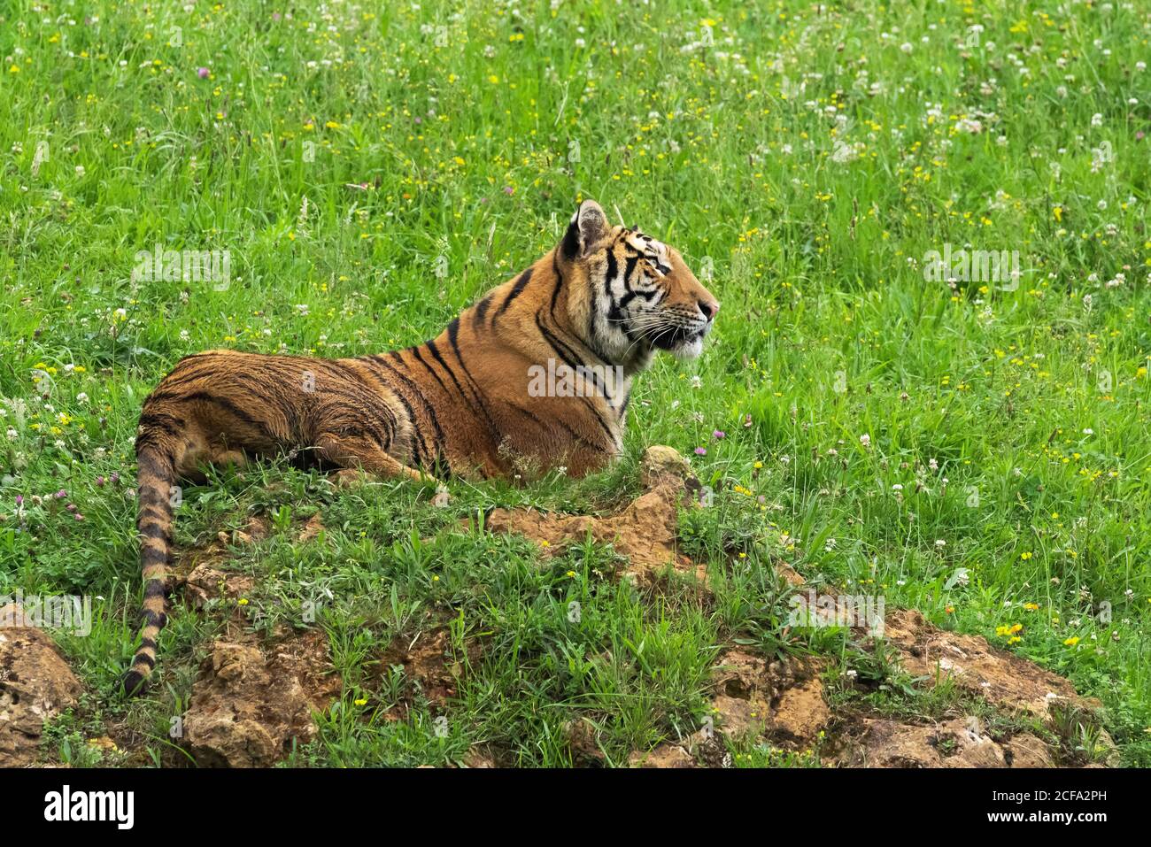 Huge tiger lying on grass in colorful jungle near trees with small ...