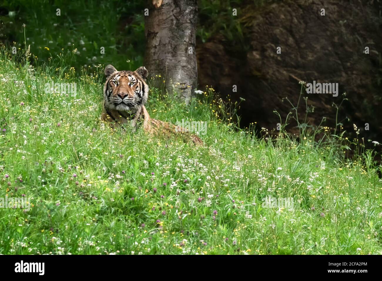 Huge tiger lying on grass in colorful jungle near trees with small ...