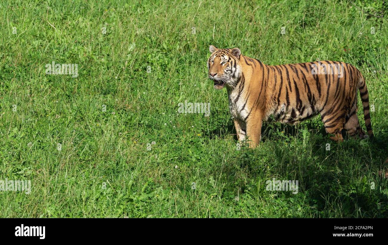 Huge tiger on grass in colorful jungle near trees with small leaves in ...