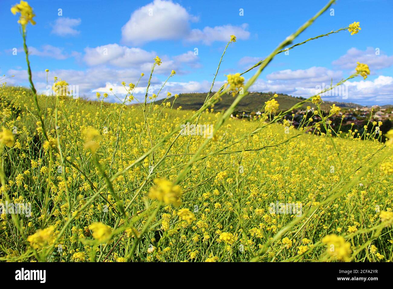 Flowerfield hi-res stock photography and images - Alamy