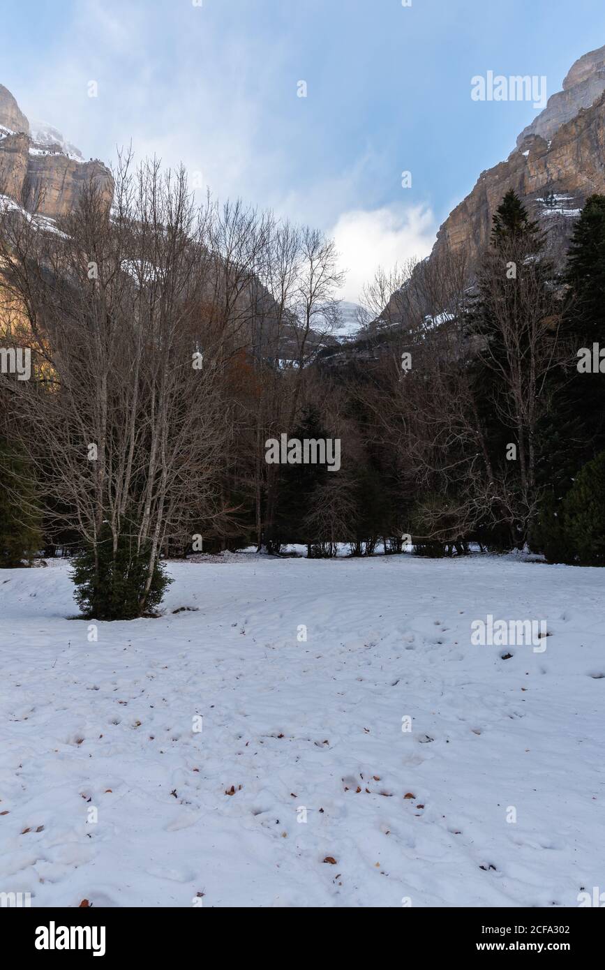 Leafless frosted trees in meadow covered with white pure snow with ...