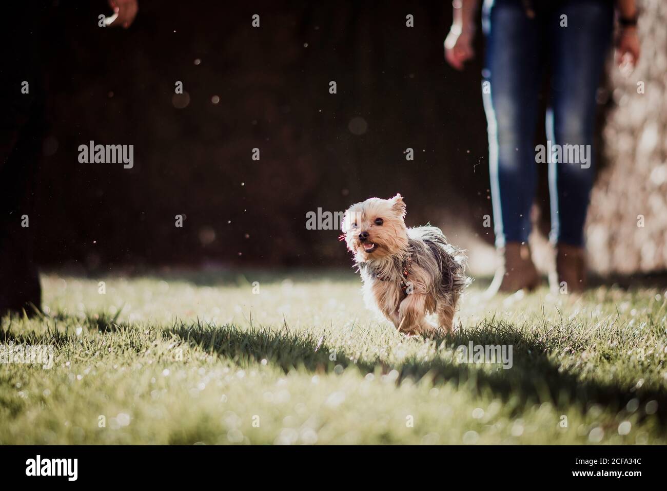 Scampering High Resolution Stock Photography and Images - Alamy