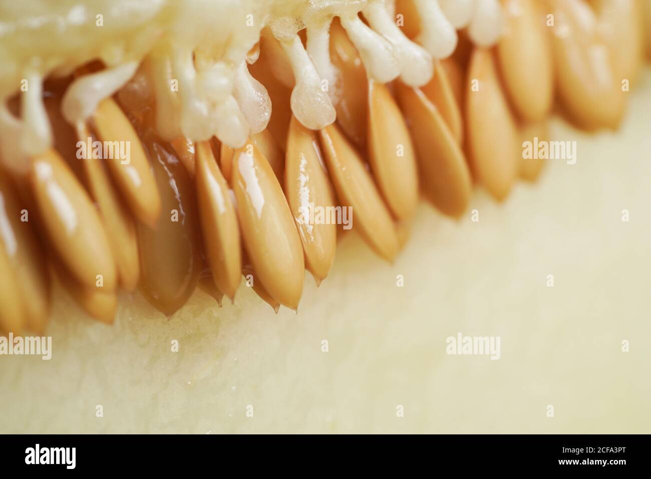 Macro photo melon ripe seeds with juicy pulp.Closeup.Seedling seeds ...