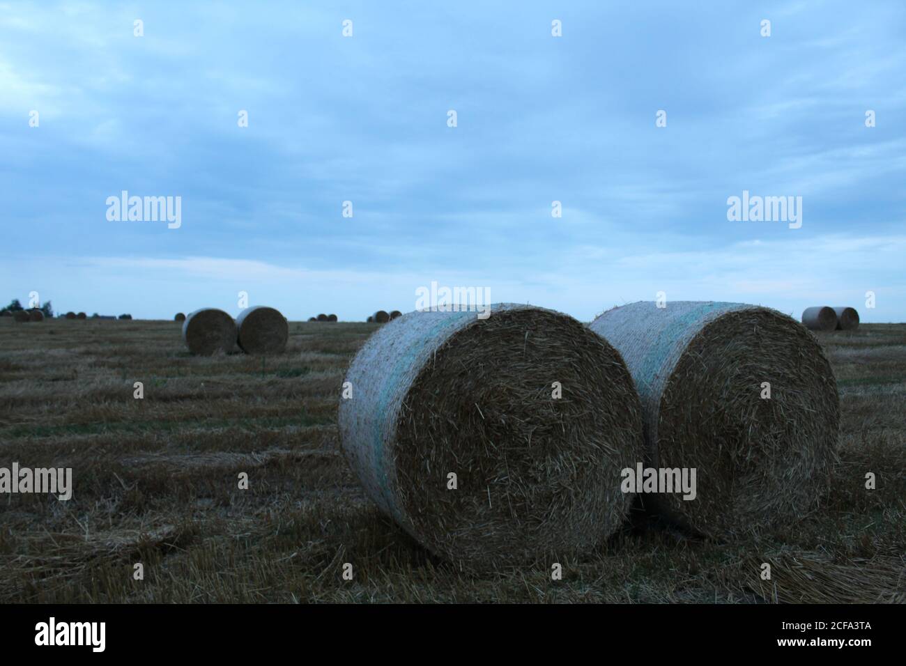 rural landscape two haystacks bales of hay straw lying on a field close ...