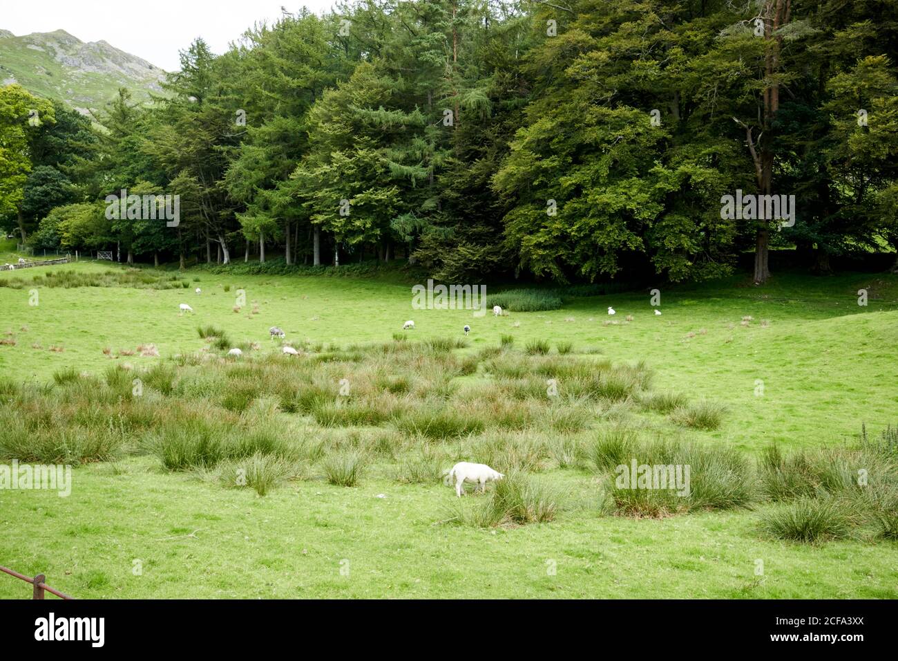 flock of sheep in a swampy field near trees in loughrigg lake district ...