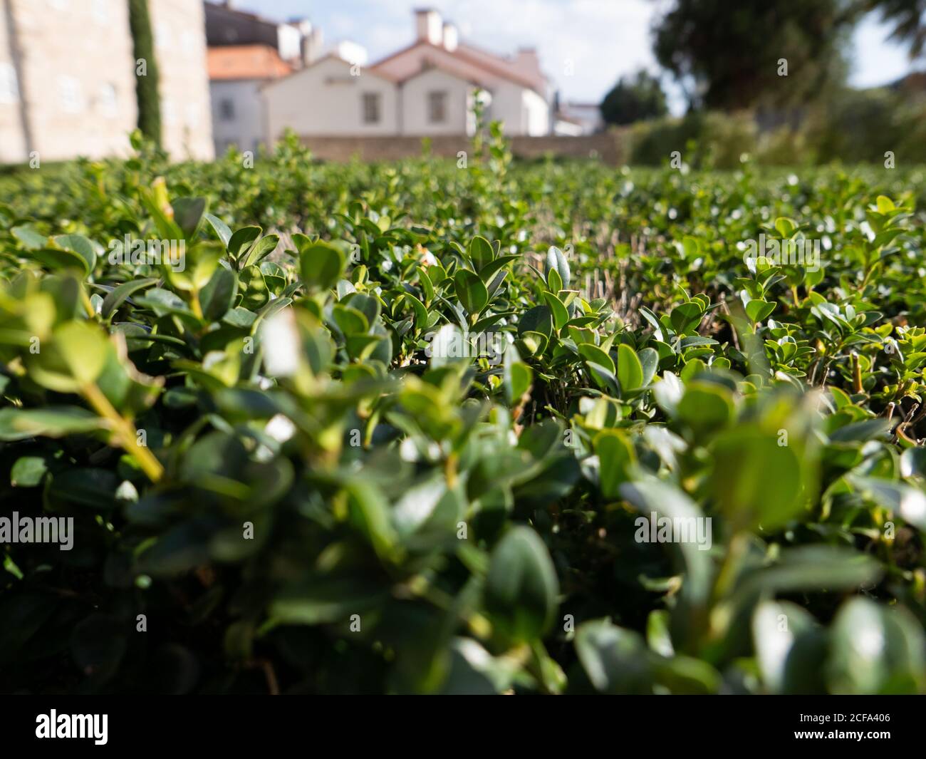 Top of the bush in a short deep of field Stock Photo - Alamy