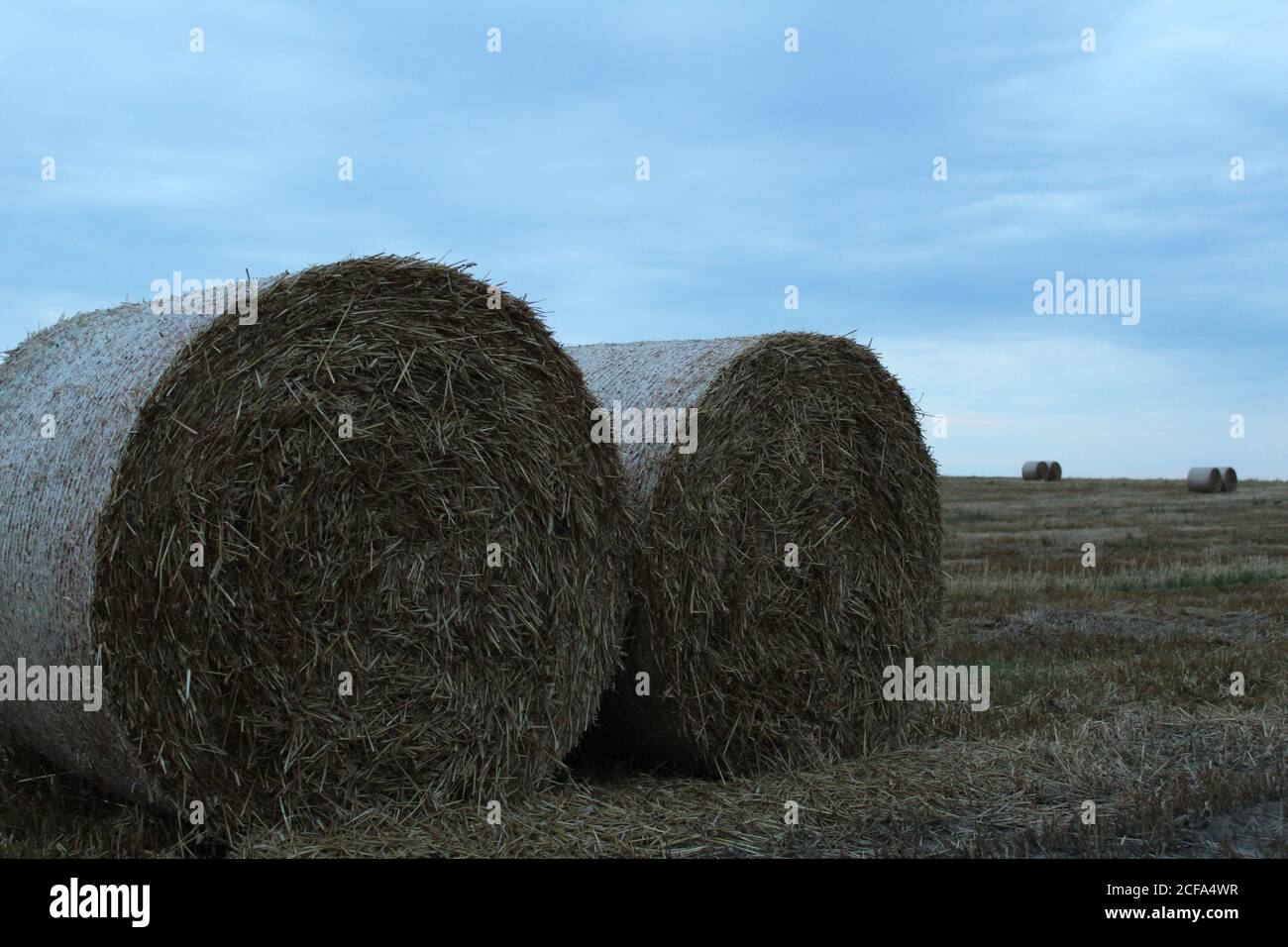 rural landscape two haystacks bales of hay straw lying on a field close ...