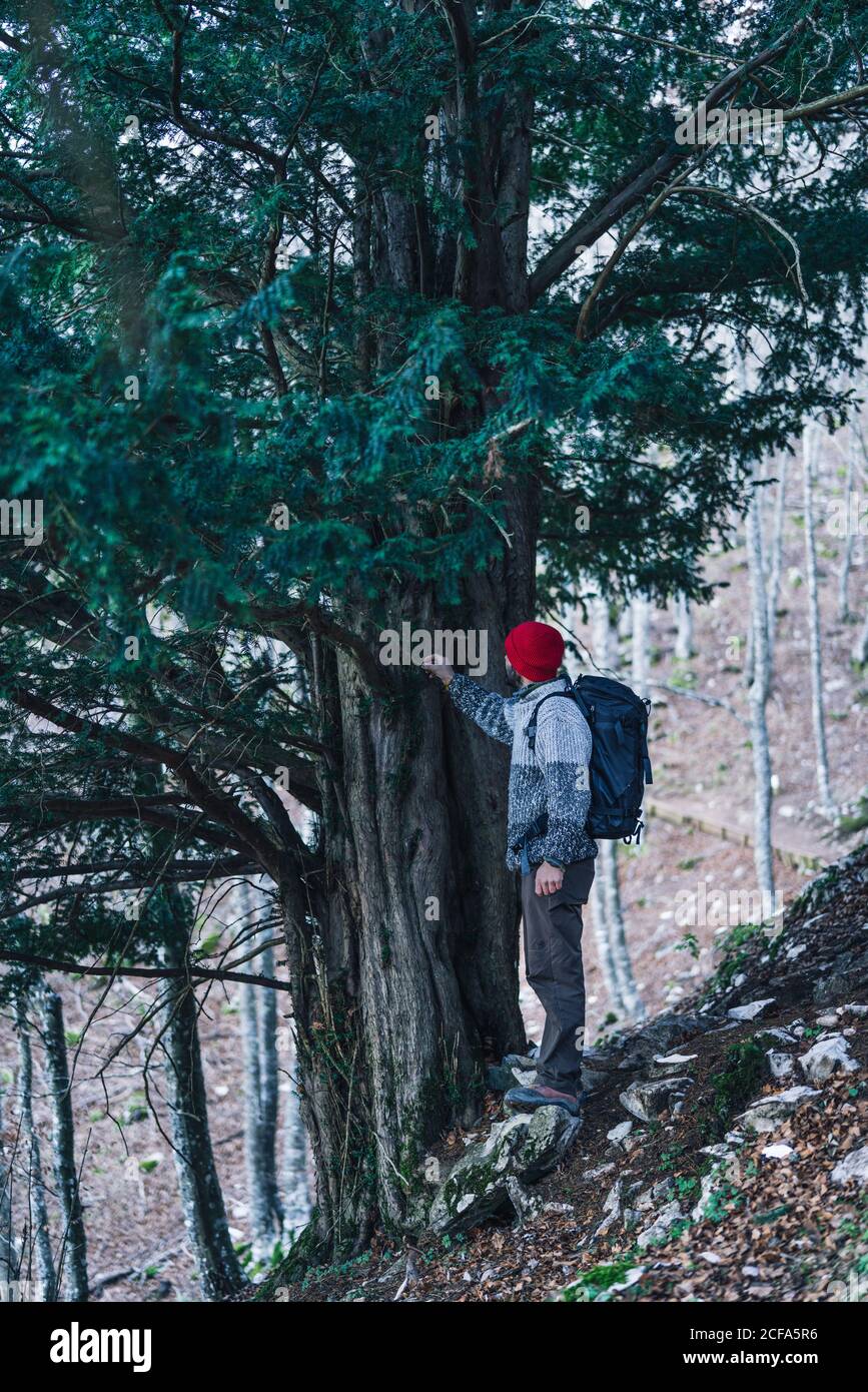 Side view of male backpacker in red cap standing next to massive green ...