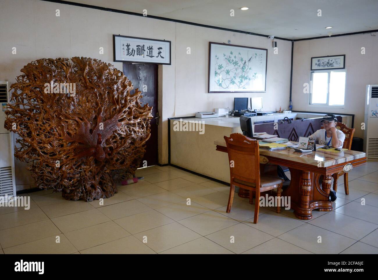 Root system of a tree hi-res stock photography and images - Alamy