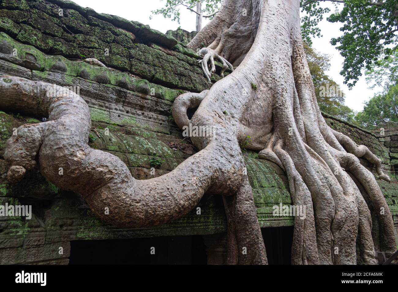 Picturesque scenery of giant tree roots growing over old religious ...
