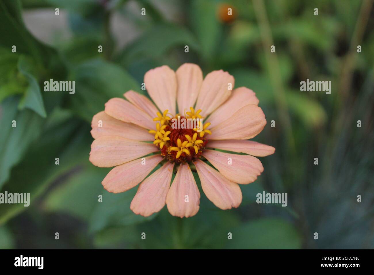 a delicate light pink peach beige flower on a blurry green background ...