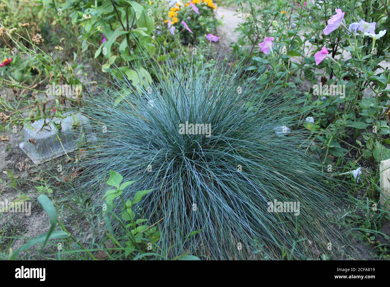 grass natural green background small garden grass light green muted ...