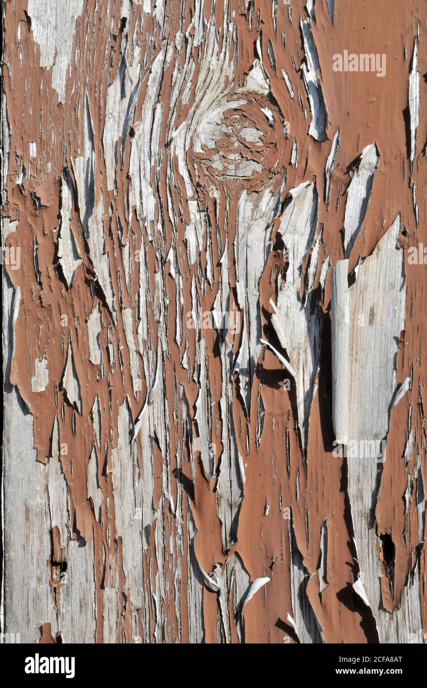 Close up detail of pealing, flaking old Brown Paint on grey wood ...
