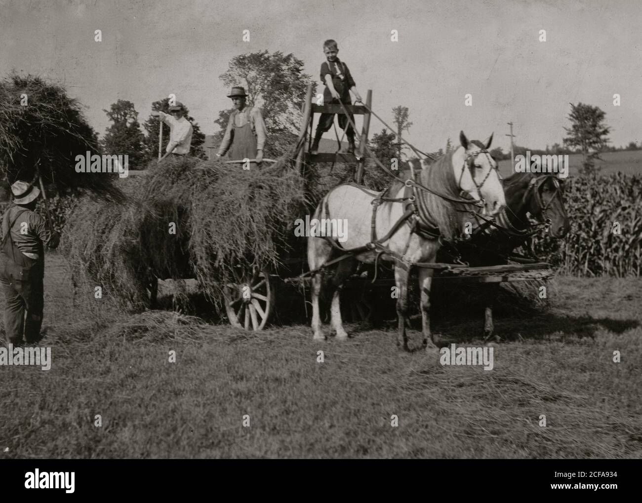 Eight-year old Jack driving load of hay Stock Photo - Alamy