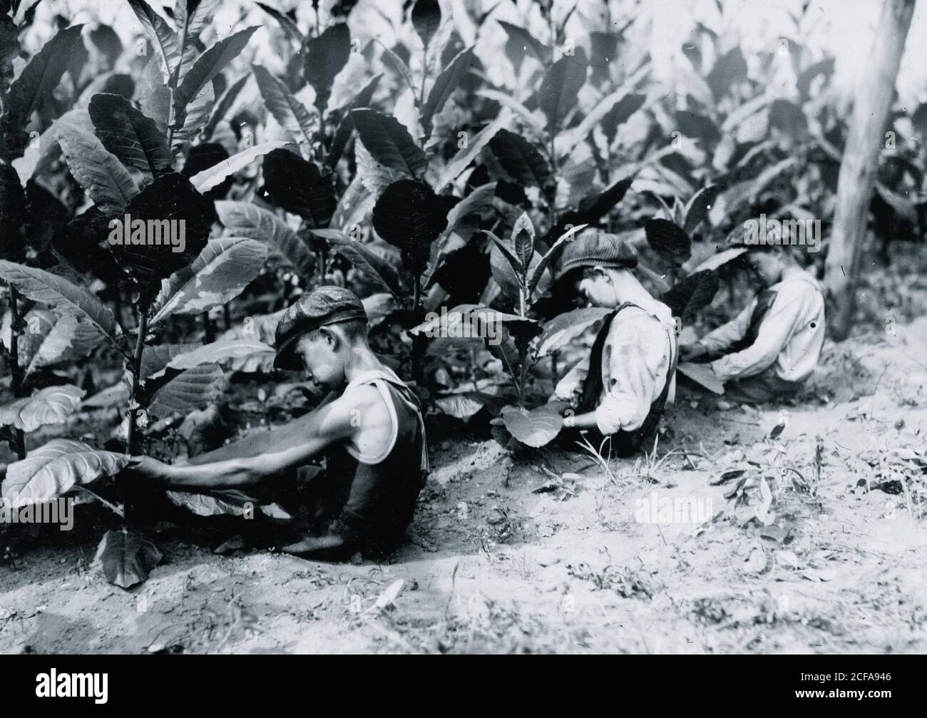 Three boys, one of 13 yrs., two of 14 yrs., picking shade-grown tobacco ...