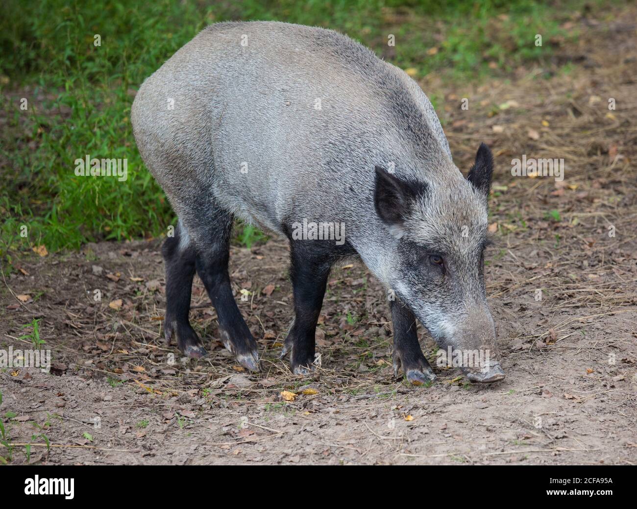 Portrait of female wild grey boar looking for food Stock Photo - Alamy