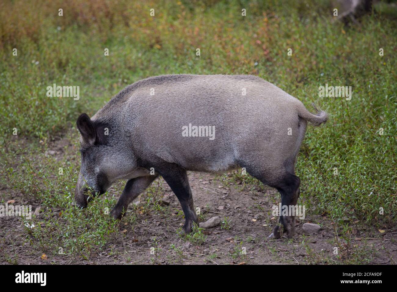 Portrait of female wild grey boar looking for food Stock Photo - Alamy