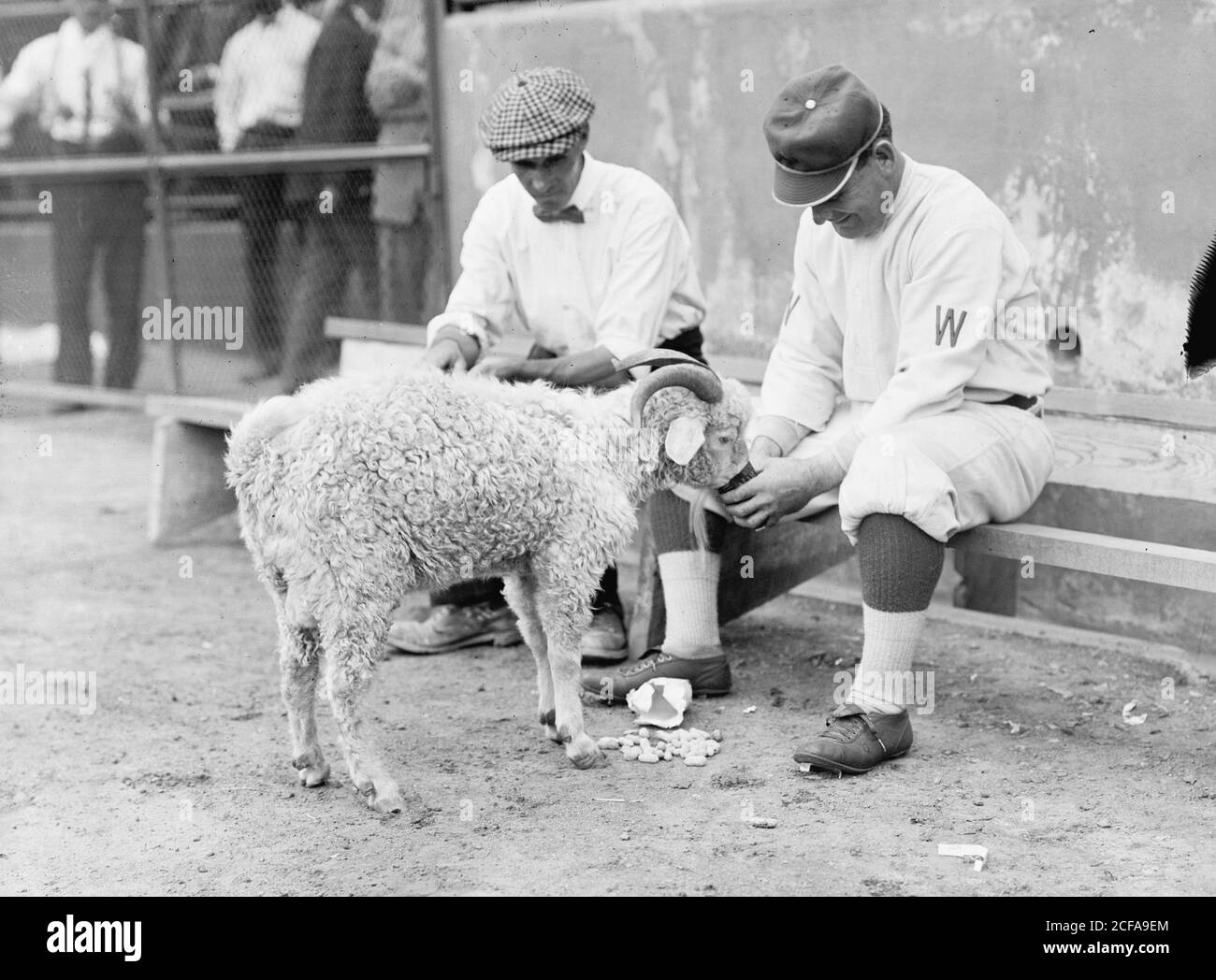 Washington Baseball Goat Mascot Stock Photo - Alamy