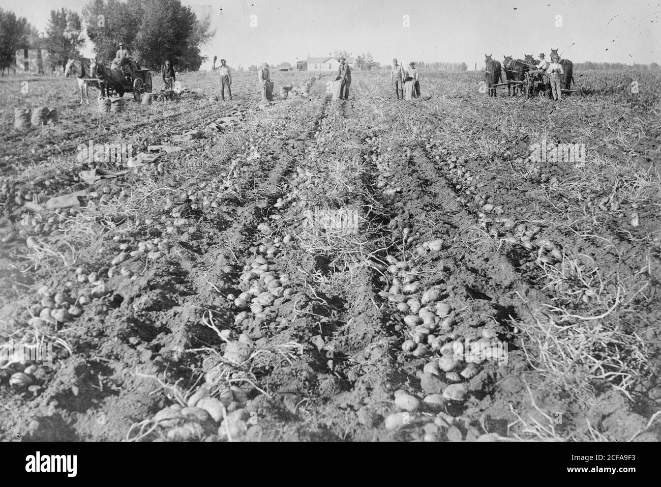 Harvesting in Potato field, Colorado Stock Photo - Alamy