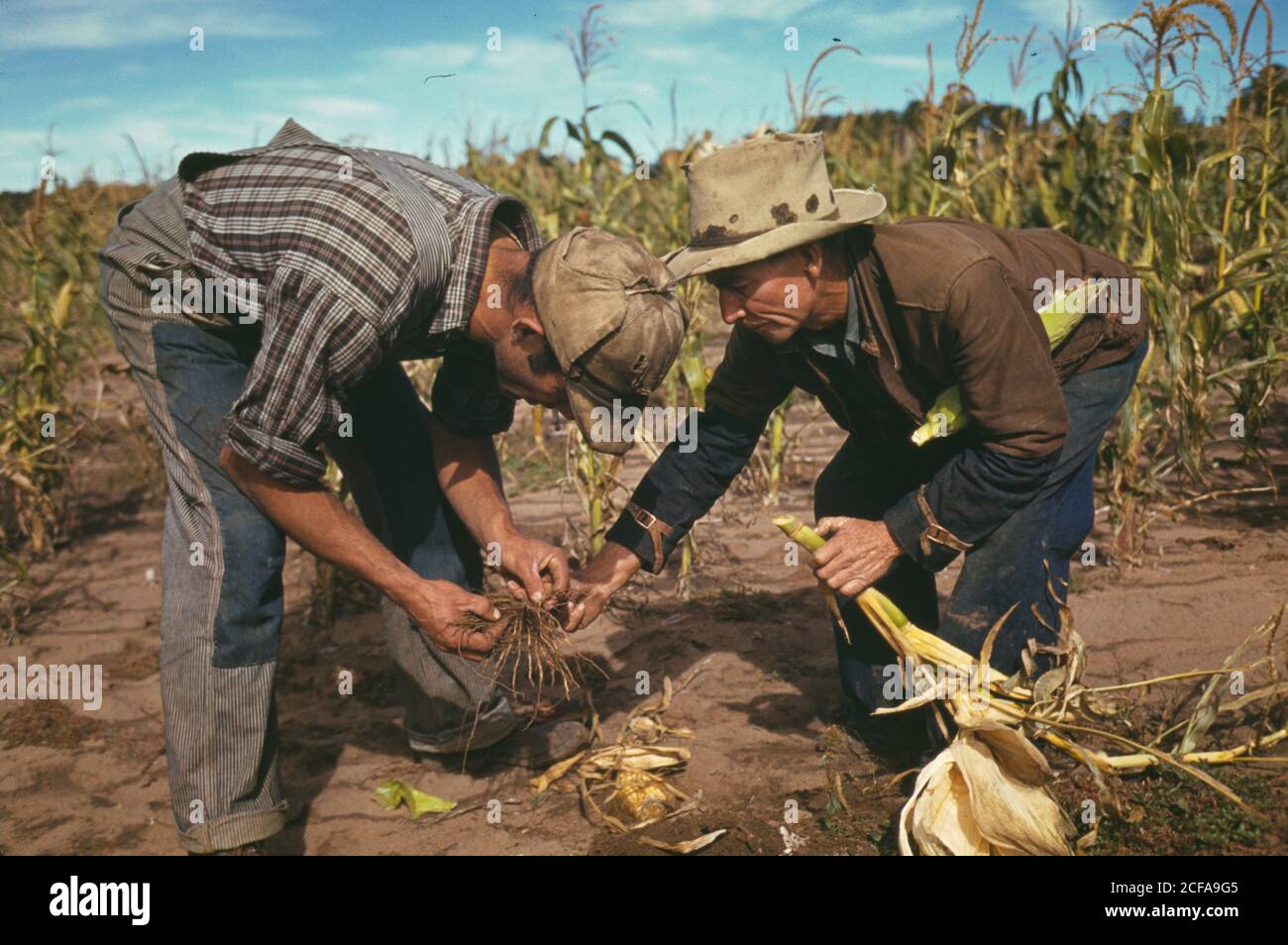Grower examining corn hi-res stock photography and images - Alamy