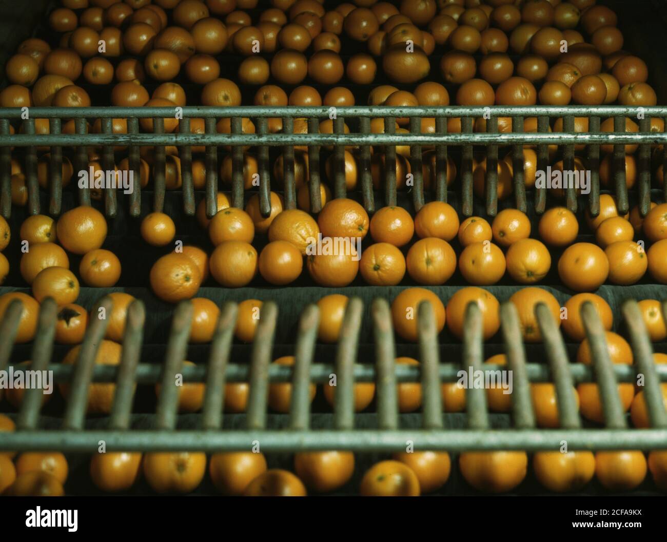 Packing of oranges hi-res stock photography and images - Alamy