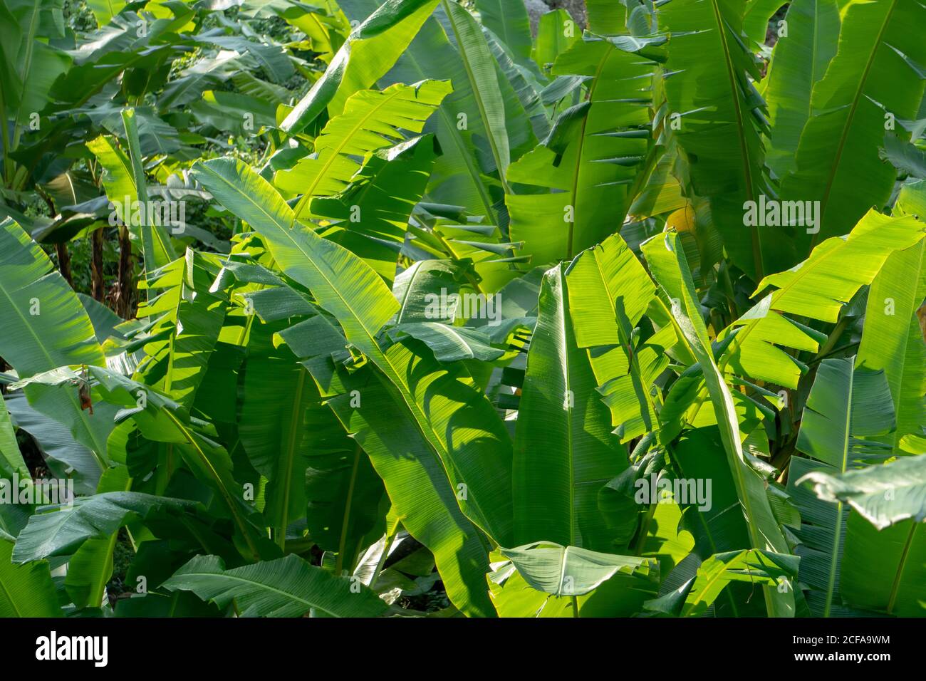 Closeup of ensete plant Stock Photo - Alamy
