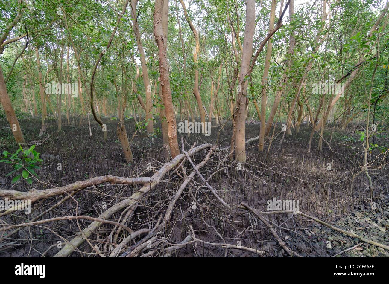 Mangrove trees in a forest Stock Photo - Alamy