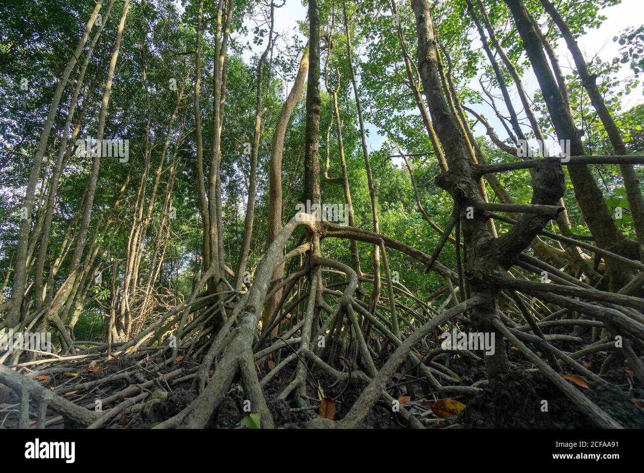 Mangrove trees in a forest Stock Photo - Alamy