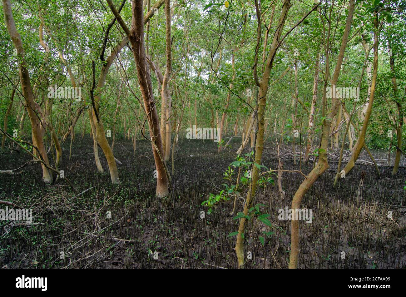 Mangrove trees in a forest Stock Photo - Alamy