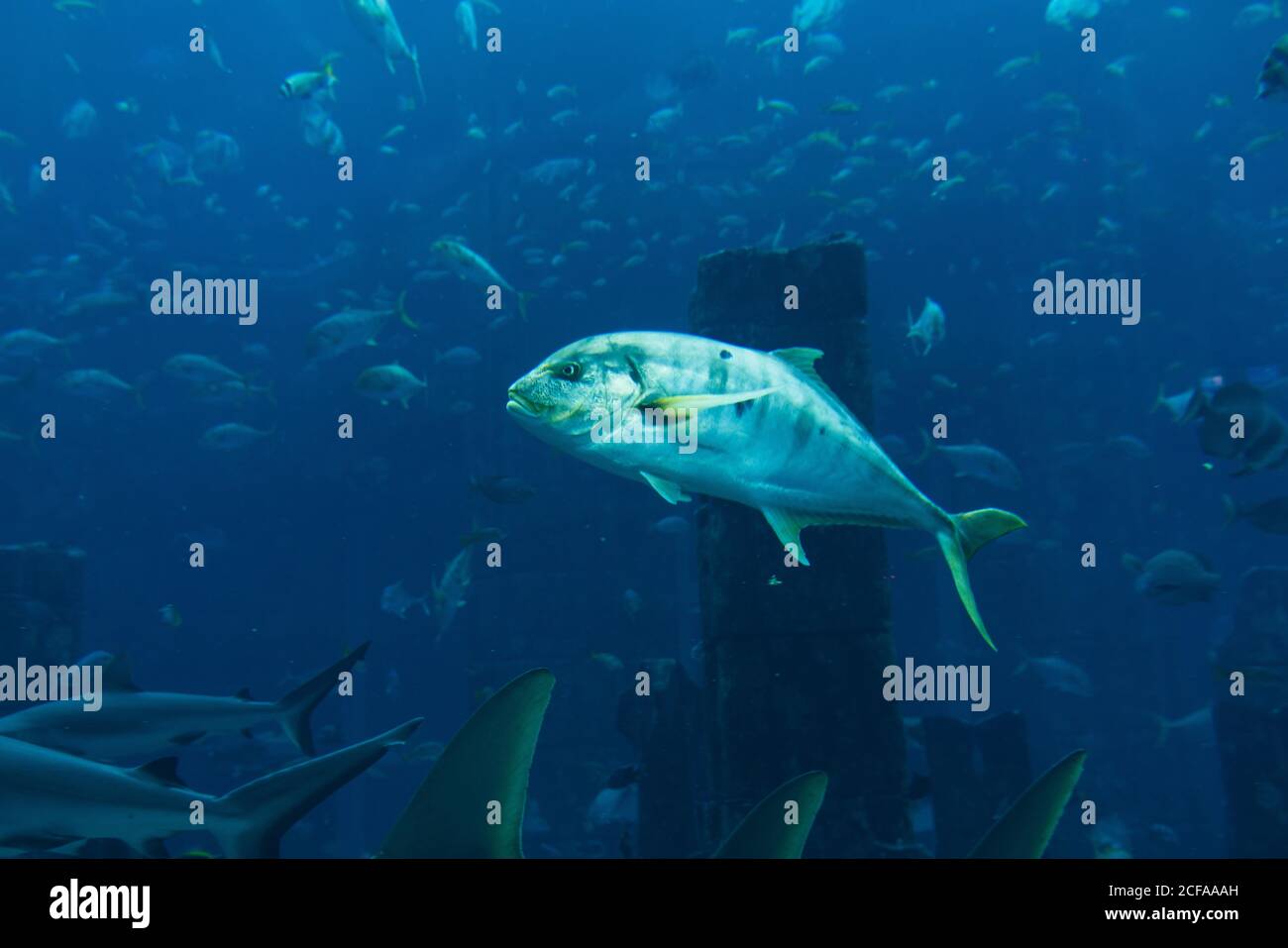 Various fish in large aquarium Stock Photo - Alamy