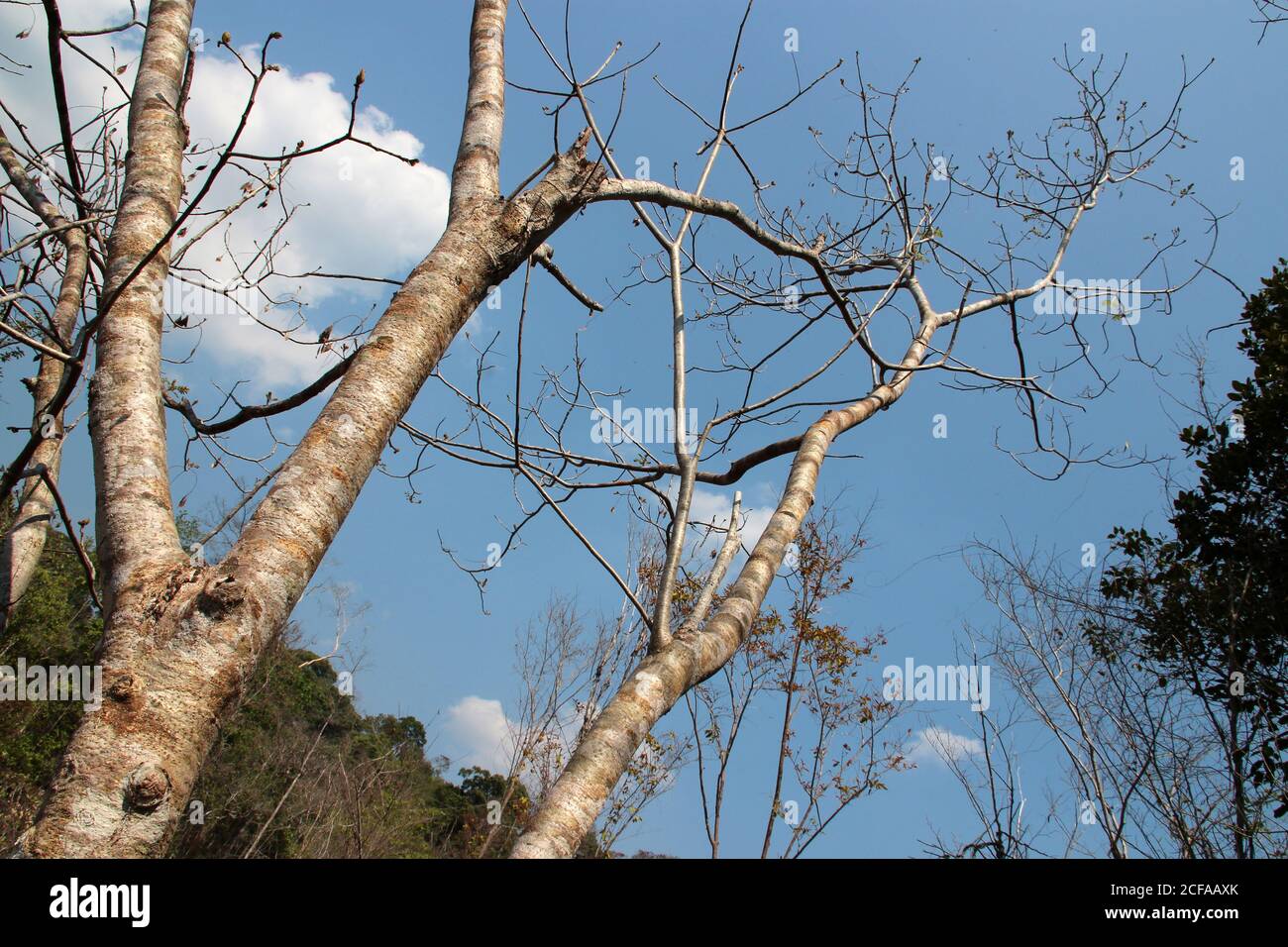 trees in the phou khao khouay park in laos Stock Photo - Alamy