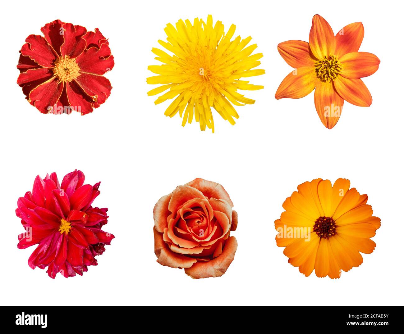 set of flower buds isolated on white background Stock Photo - Alamy