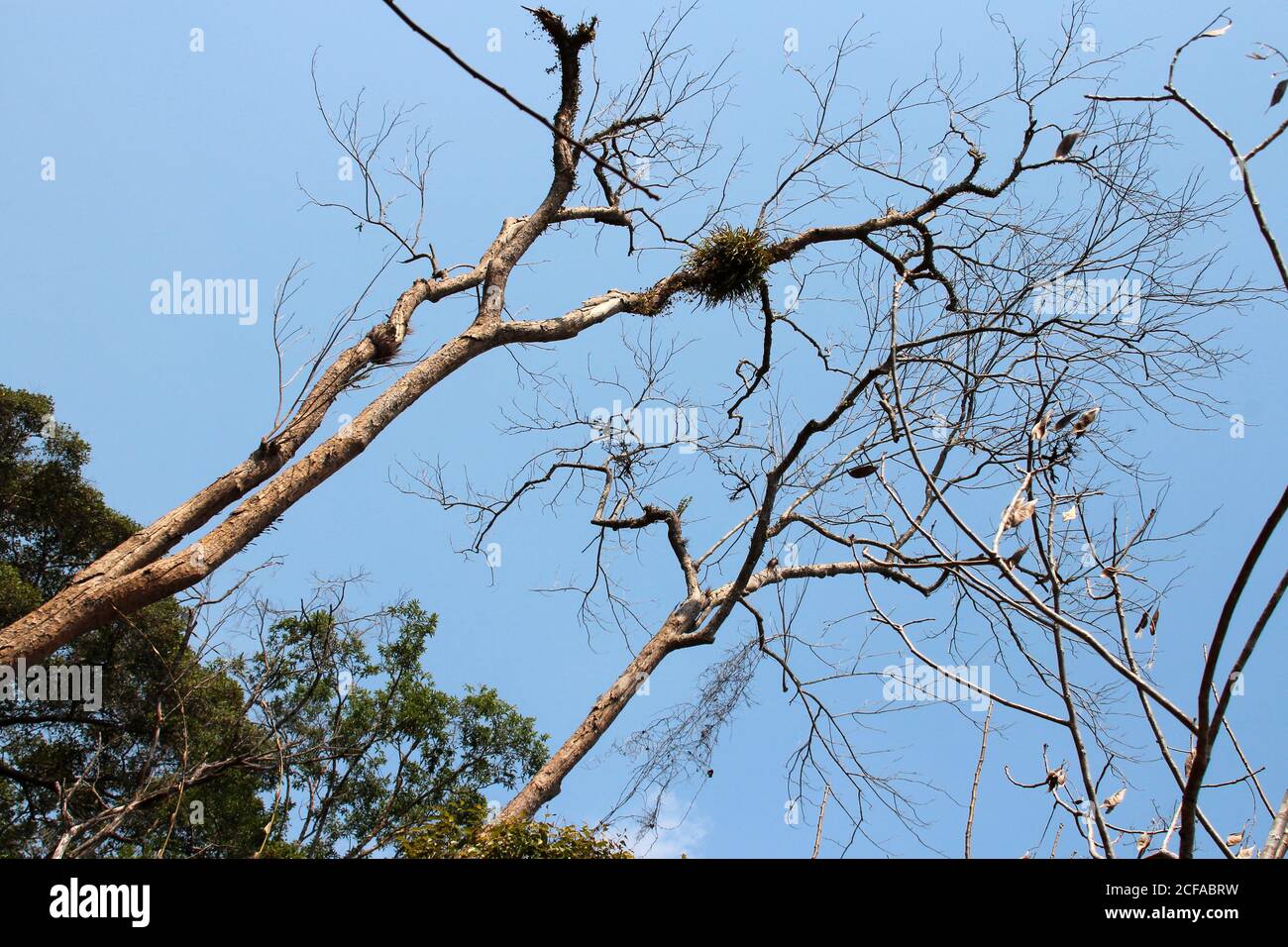 trees in the phou khao khouay park in laos Stock Photo - Alamy