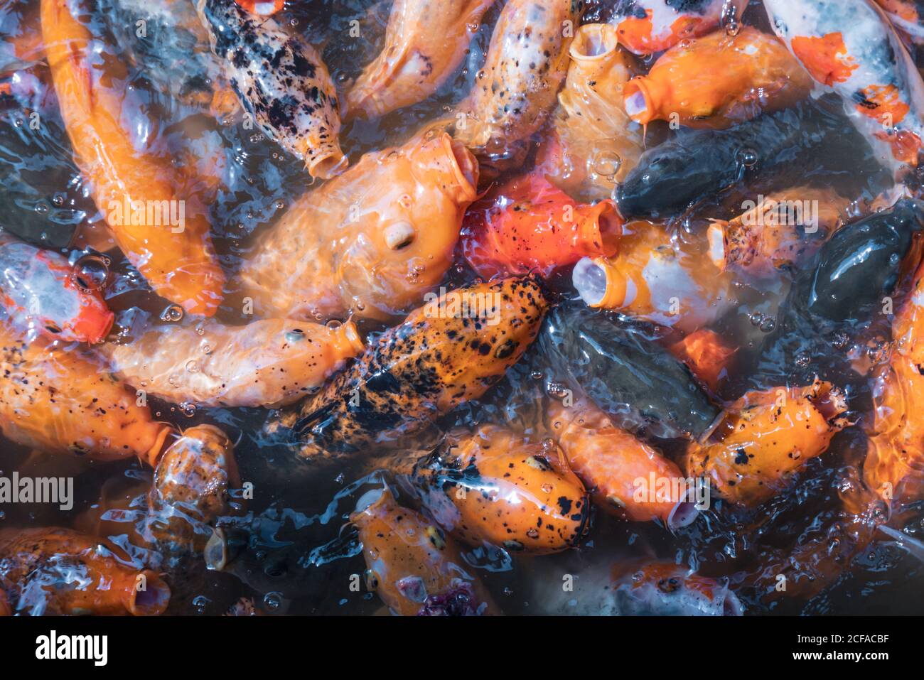 Heap of fish in water feeding with hunger Stock Photo - Alamy