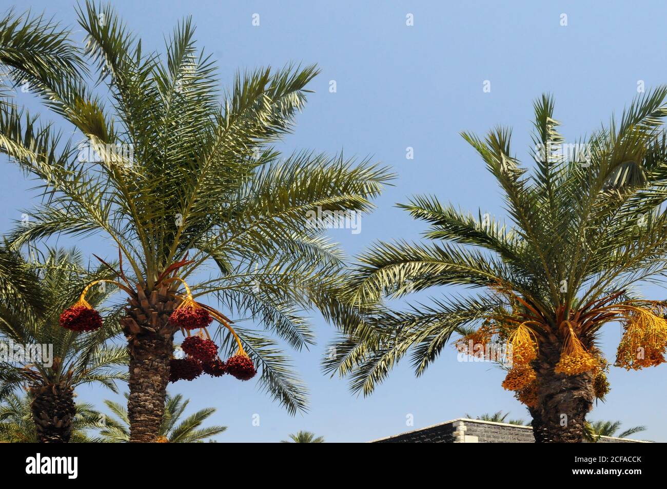 Dates tree with fruits hi-res stock photography and images - Alamy