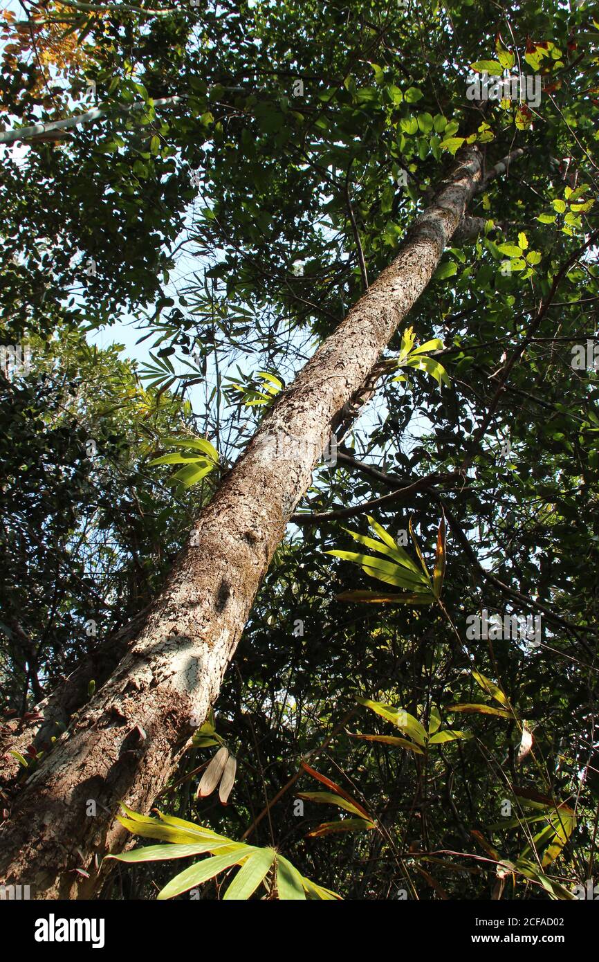 trees in the phou khao khouay park in laos Stock Photo - Alamy