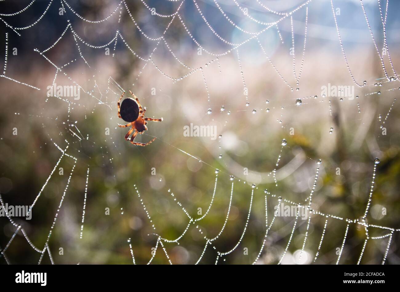 Spider and web Stock Photo - Alamy