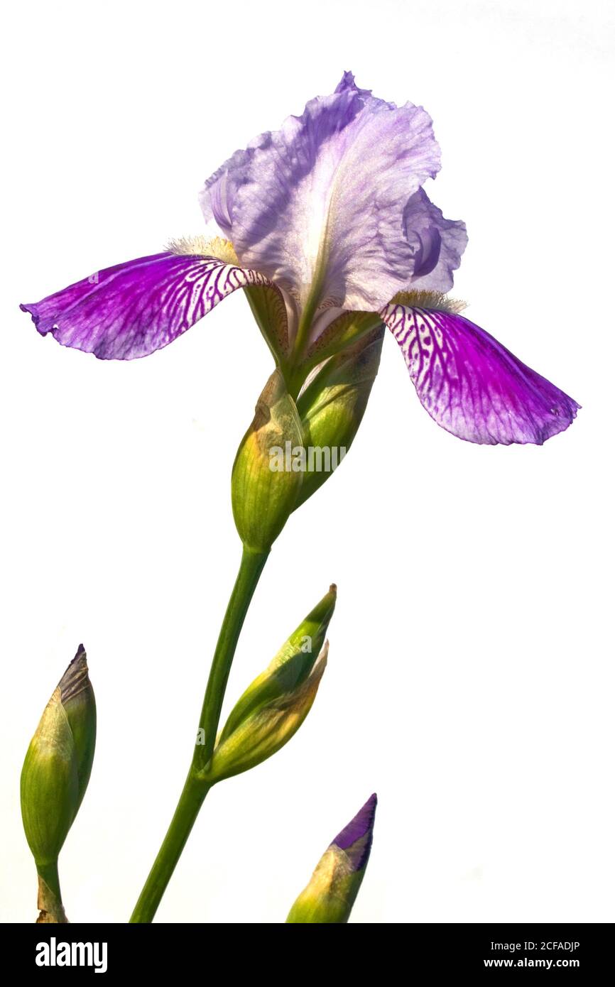 The beautiful bearded iris isolated on white Stock Photo - Alamy