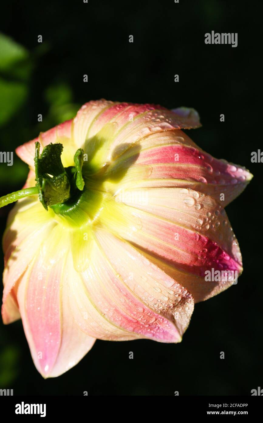 Flower of the dahlia in garden. Small depth to sharpness Stock Photo ...