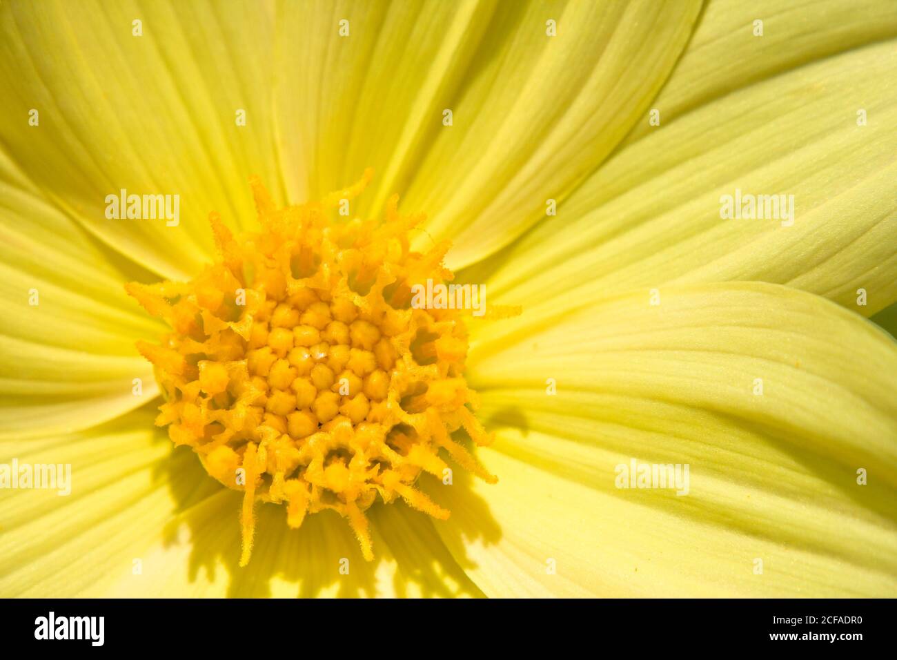 Flower of the dahlia in garden. Small depth to sharpness Stock Photo ...