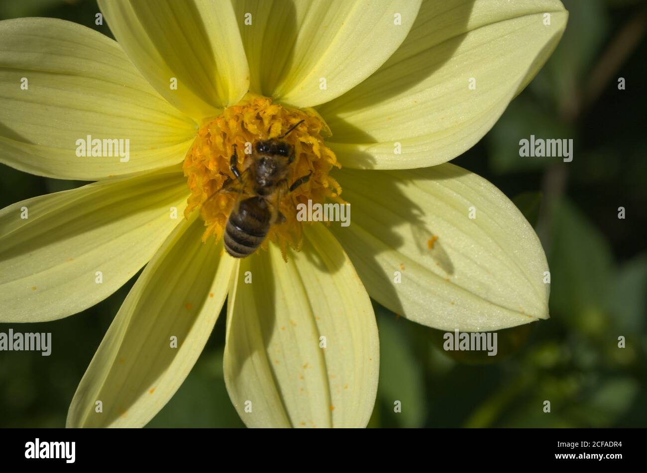Flower of the dahlia in garden. Small depth to sharpness Stock Photo ...