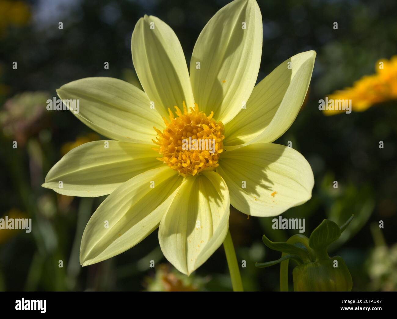Flower of the dahlia in garden. Small depth to sharpness Stock Photo ...