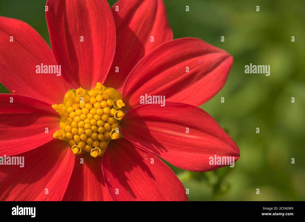 Flower of the dahlia in garden. Small depth to sharpness Stock Photo ...