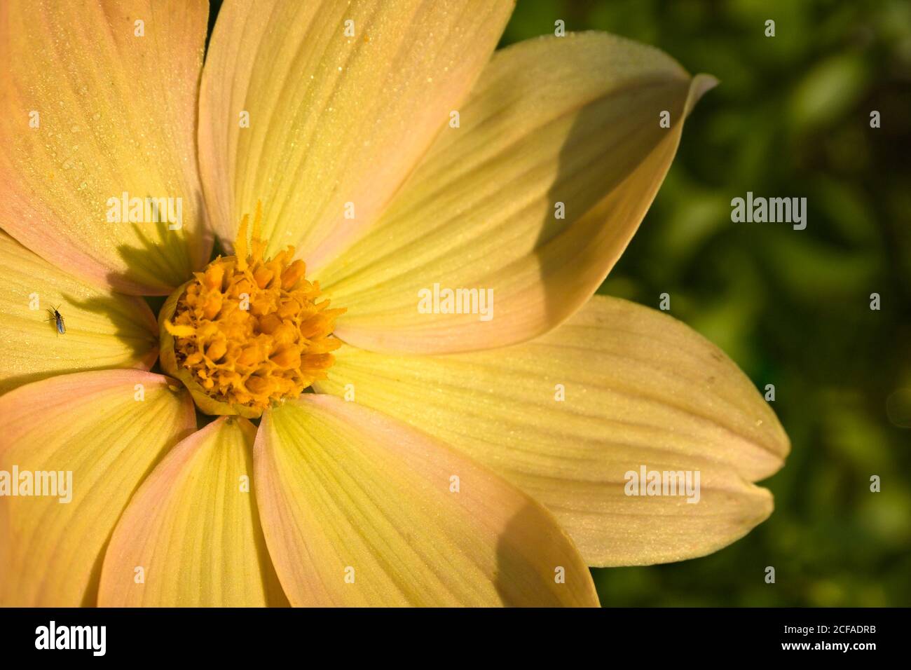 Flower of the dahlia in garden. Small depth to sharpness Stock Photo ...